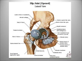 the gross antomy of the hip hoint and applied anatomy focused for ...