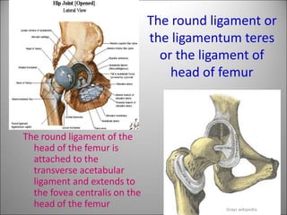 Round Ligament Hip