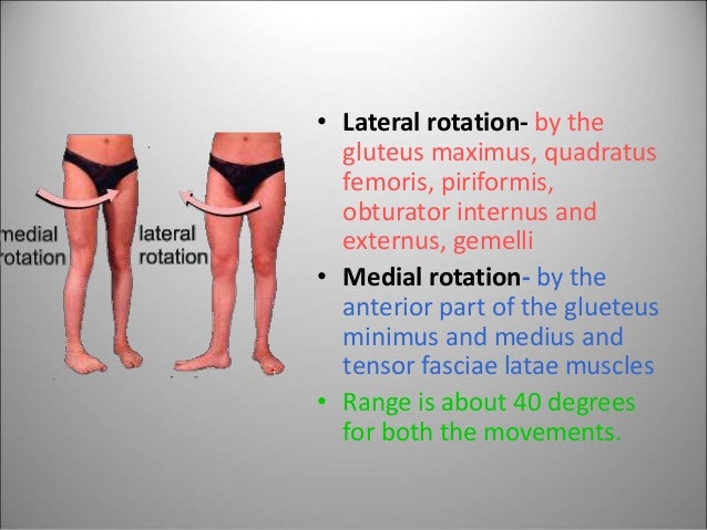 the gross antomy of the hip hoint and applied anatomy focused for und…