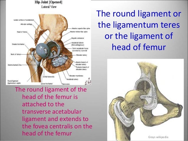 Ligamentum Teres