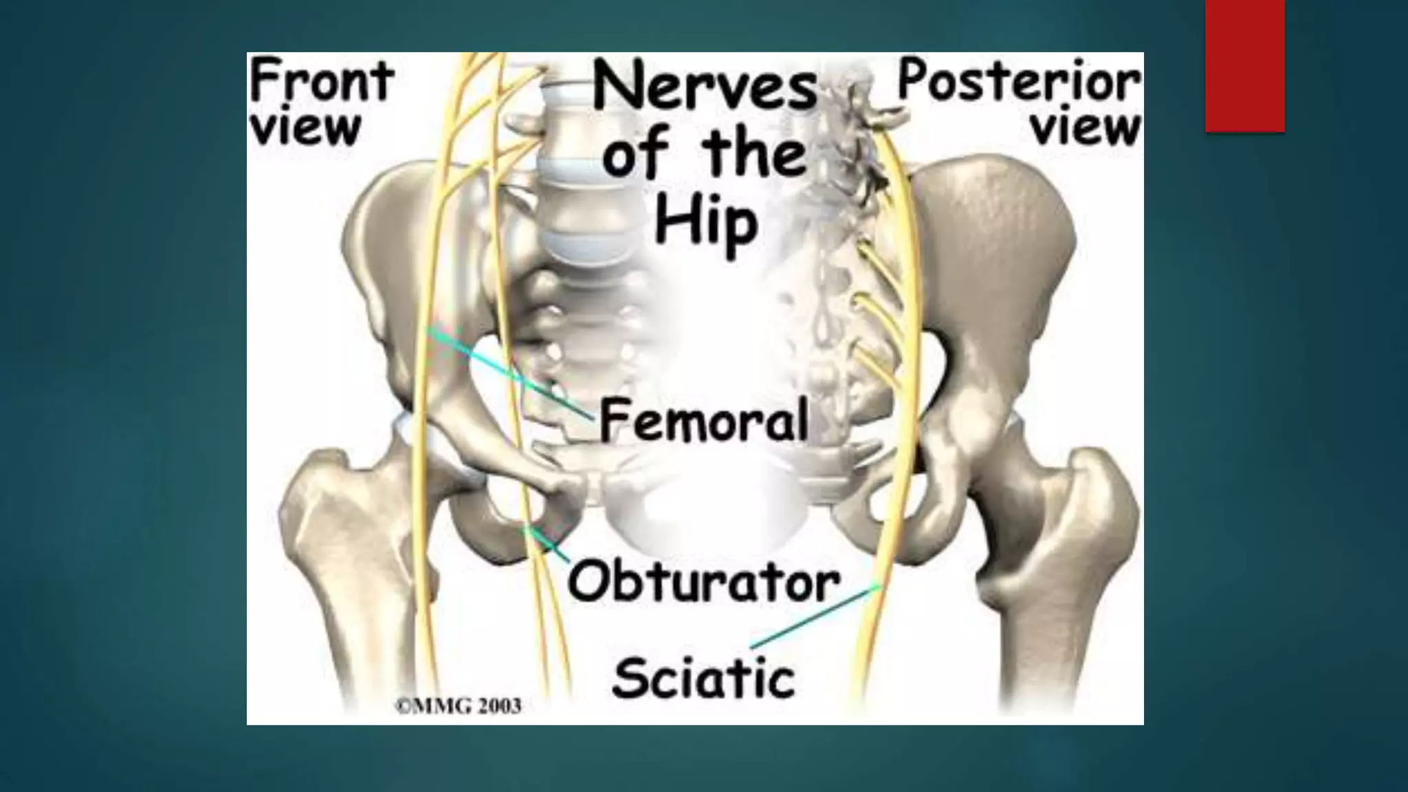 Hip joint ppt insha ur rahman | PPTX | Death, Injury, or Military ...