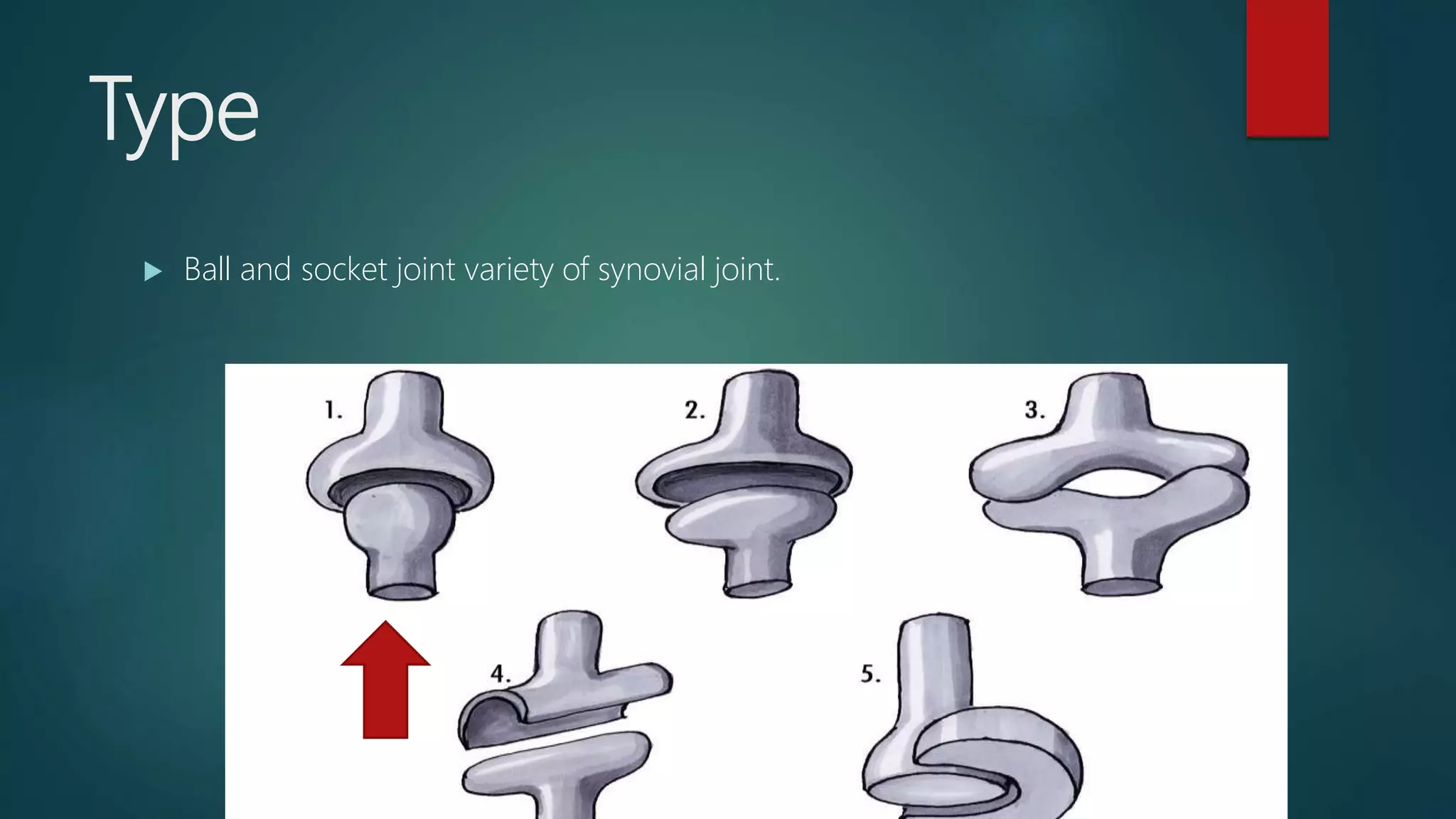 Hip joint ppt insha ur rahman | PPTX | Death, Injury, or Military ...