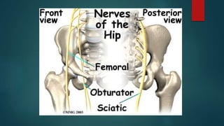 Hip joint ppt insha ur rahman | PPTX