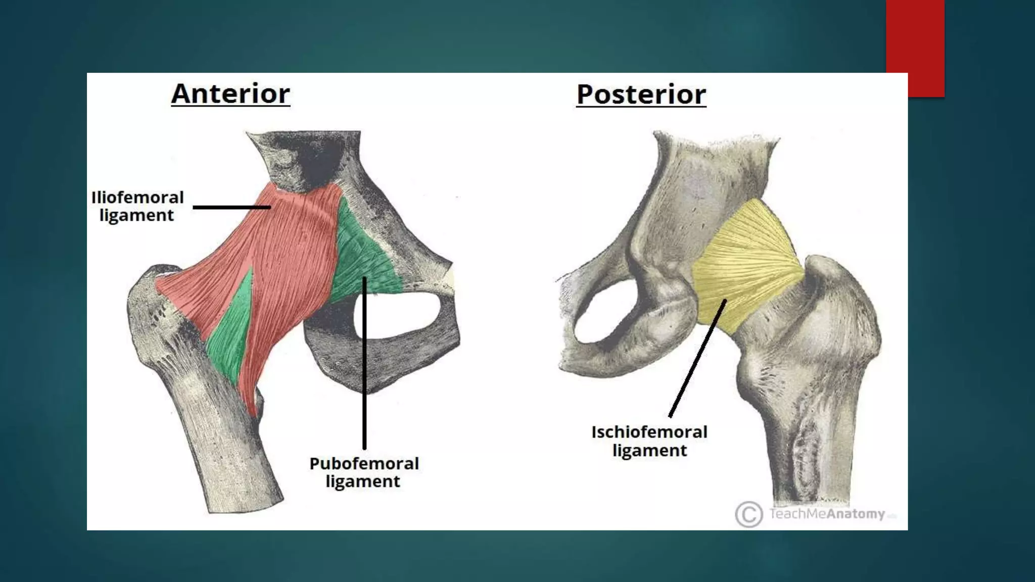 Hip joint by insha ur rahman | PPT