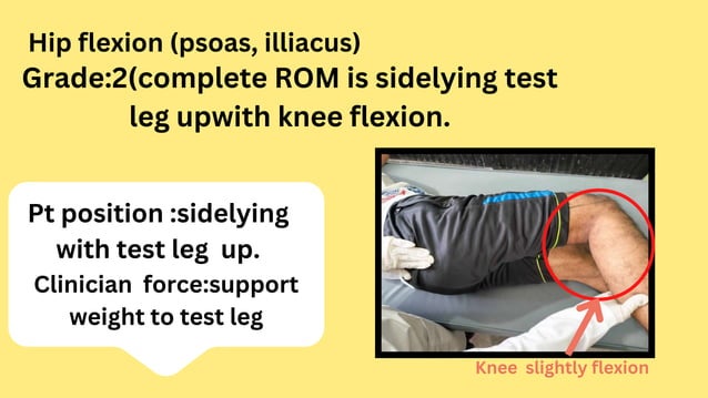 hip joint (rom&ms) 2.pptx
