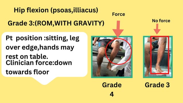 Hip Joint Rom Ms 2 Pptx