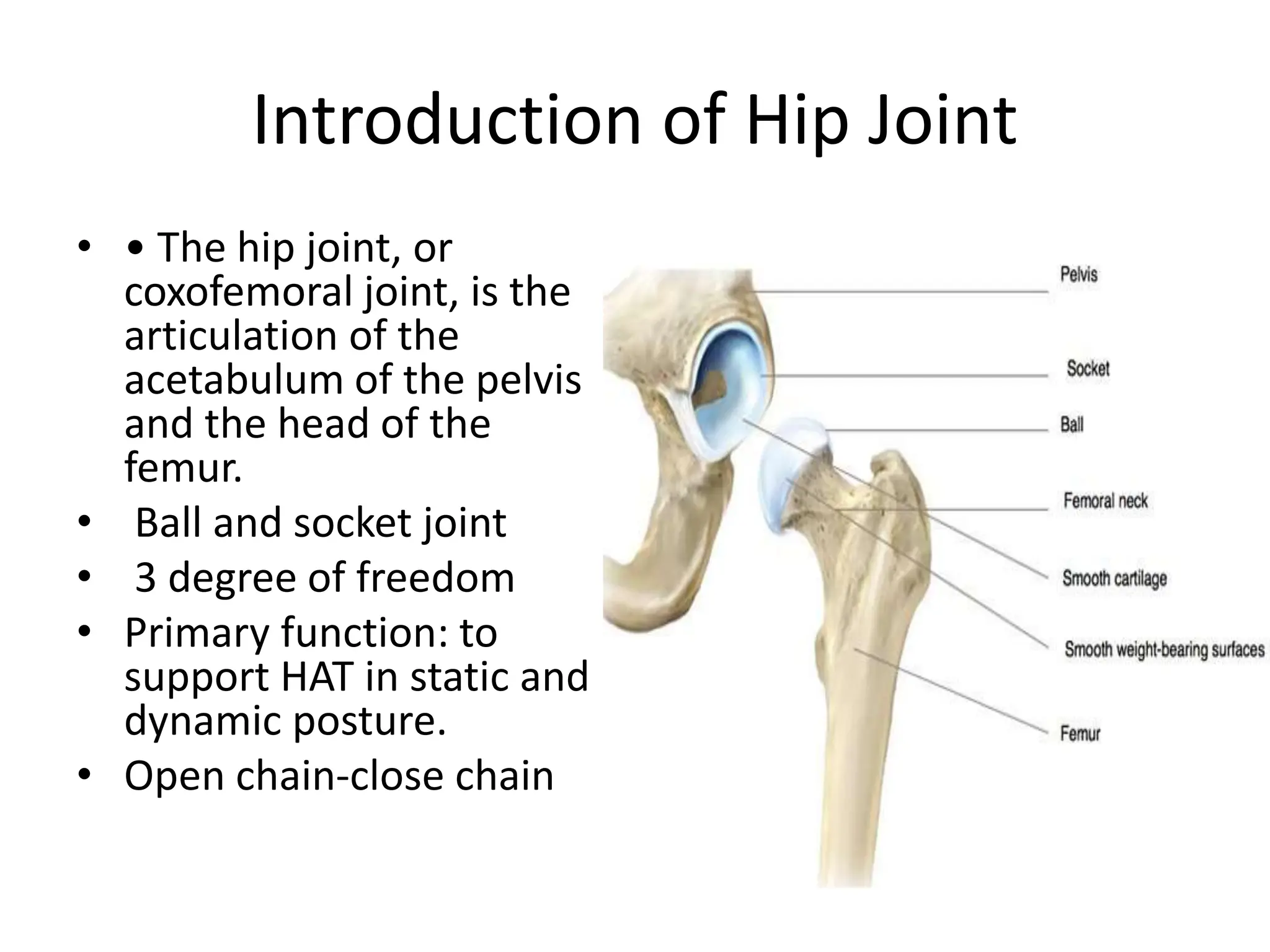 HIP JOINTS-1.pptx......................... | PPTX