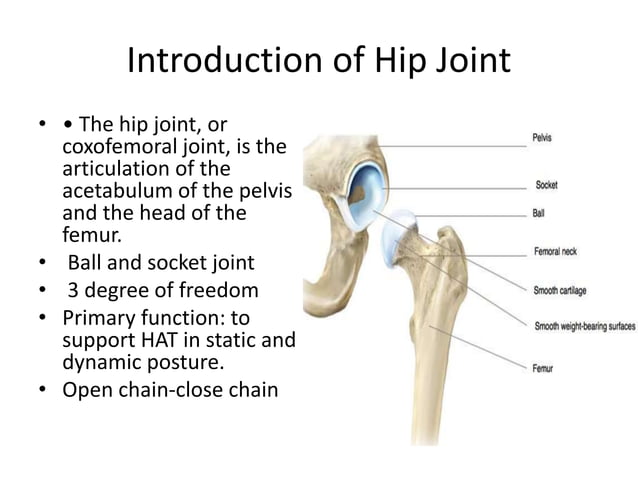 HIP JOINTS-1.pptx......................... | PPTX