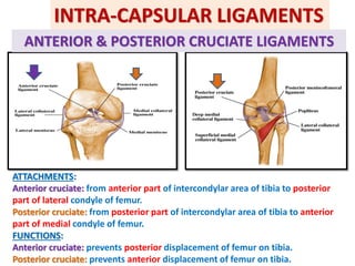 Hip, Knee & ankle joints (1).pdf lowerlimb | PPT