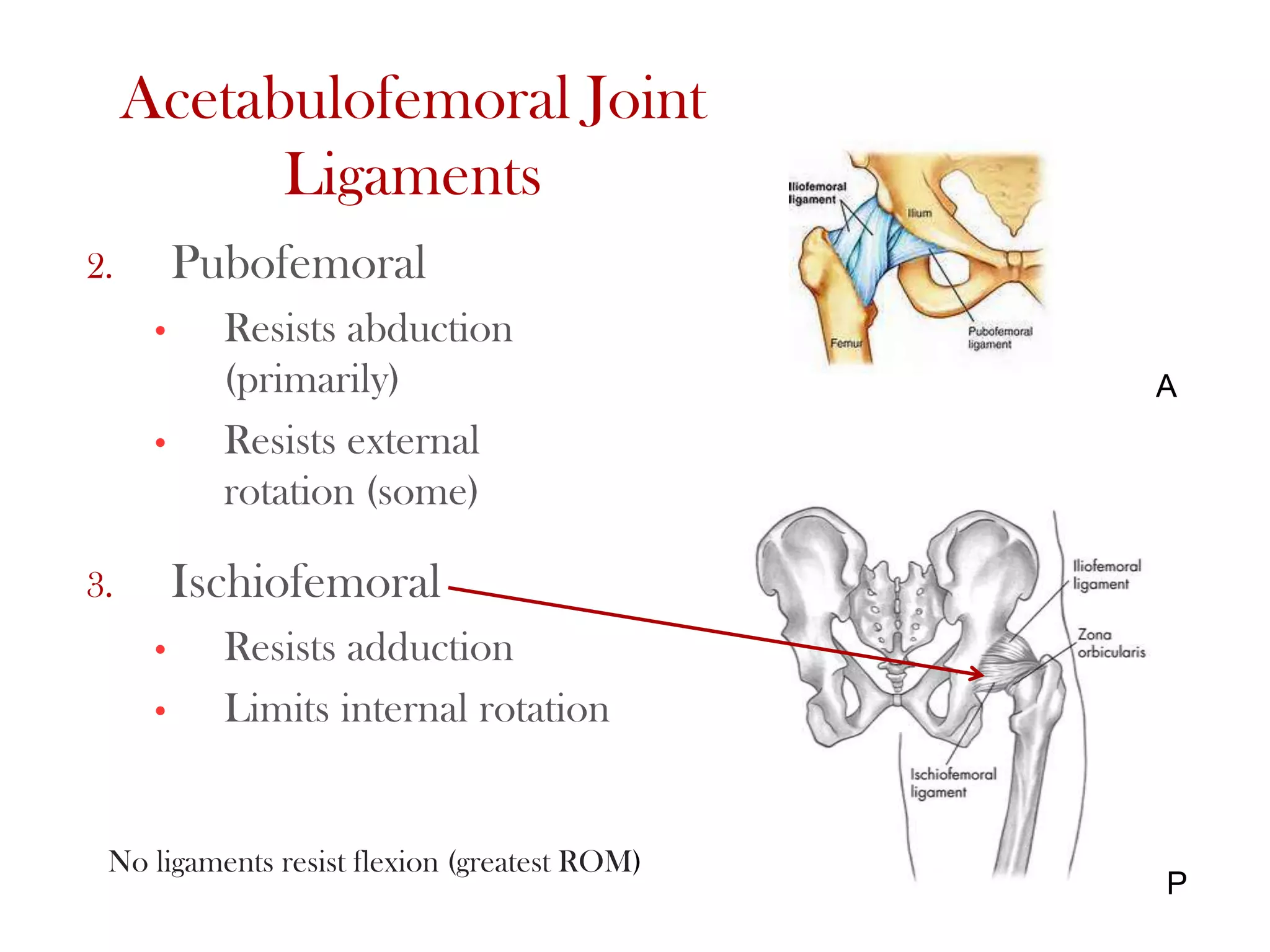 Hip muscles (1) | PPTX