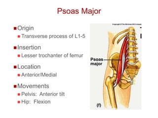Iliopsoas Muscle Origin And Insertion
