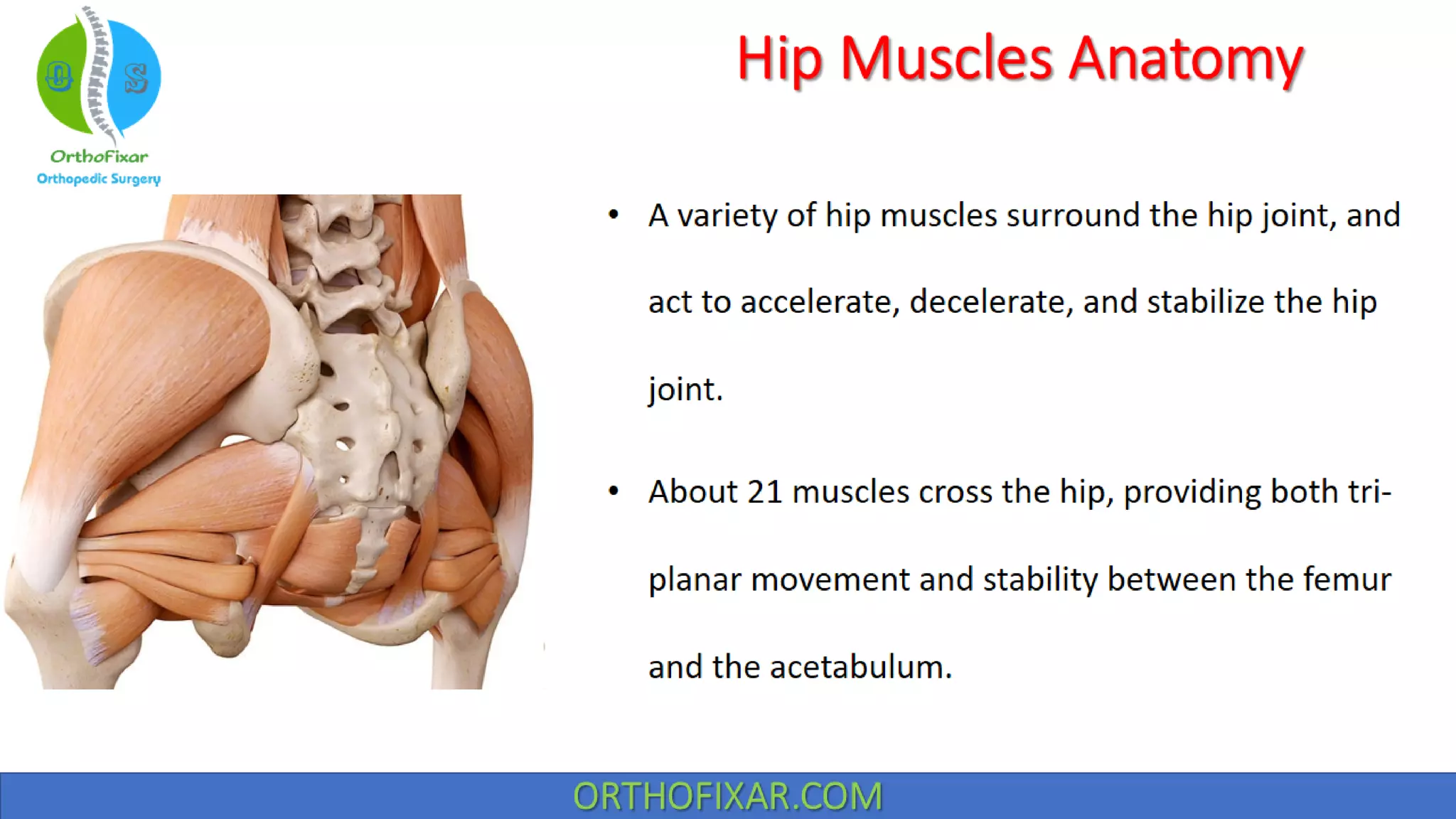 Hip muscles anatomy | PDF