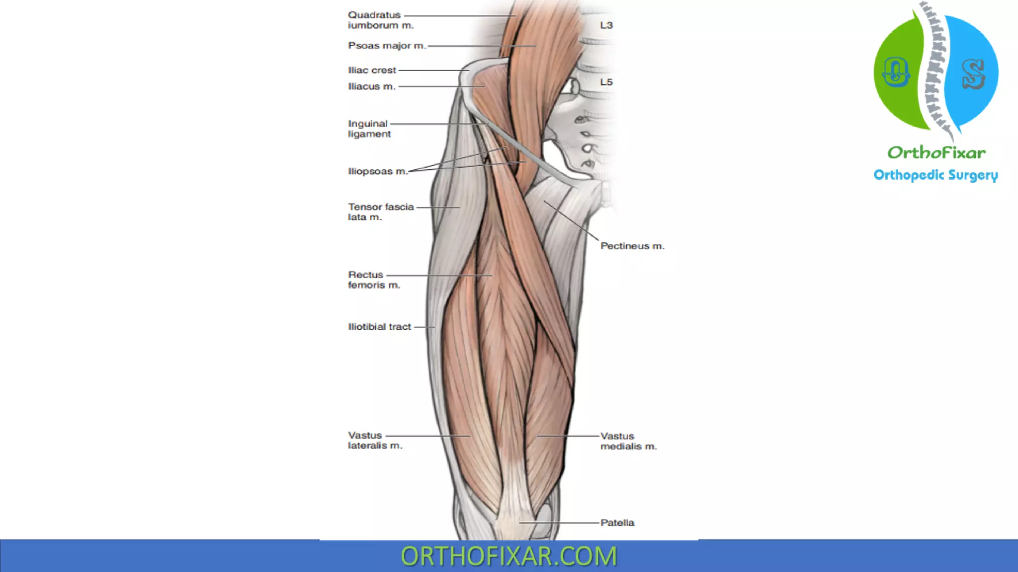 Hip muscles anatomy | PDF