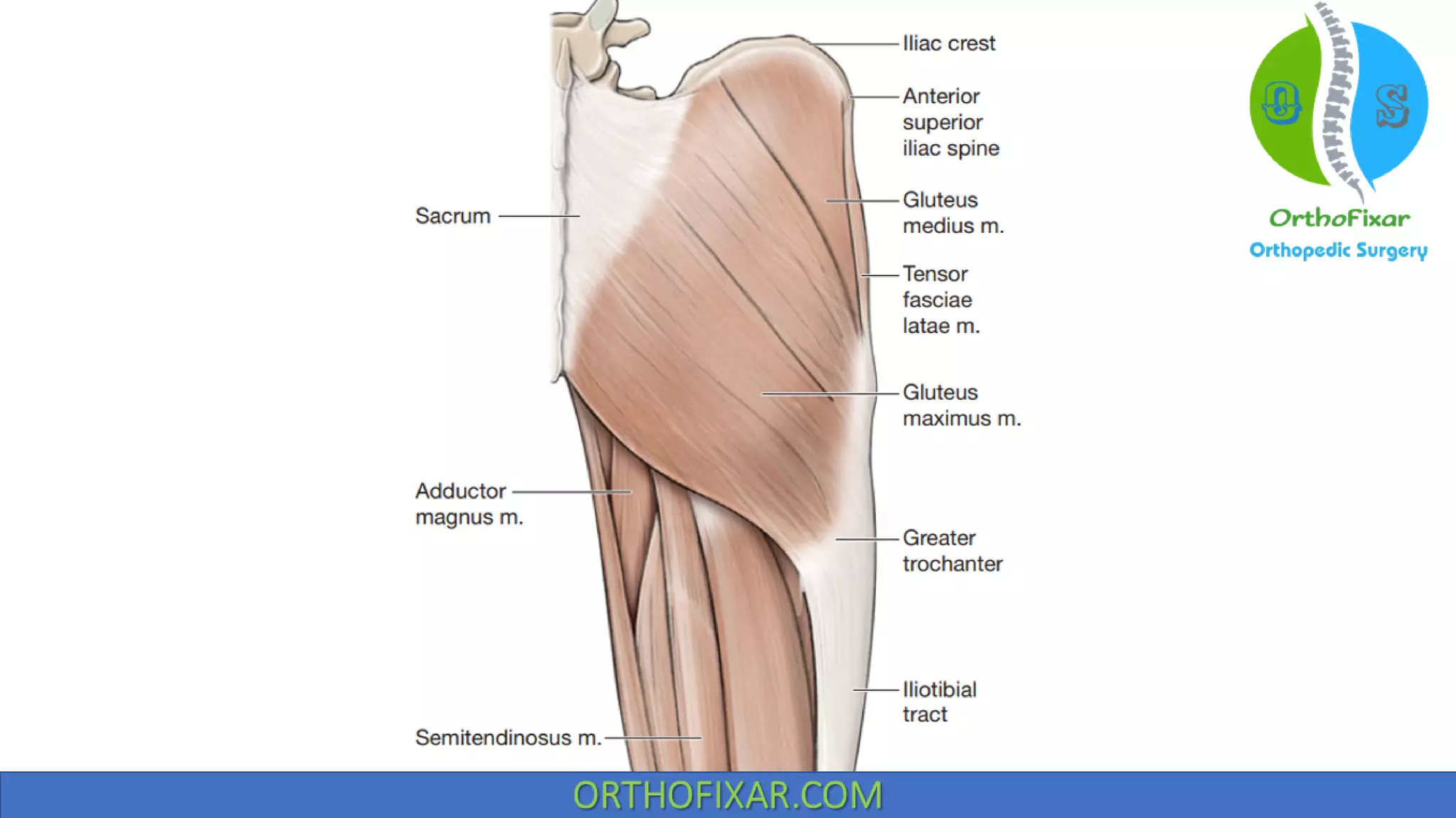 Hip muscles anatomy | PDF