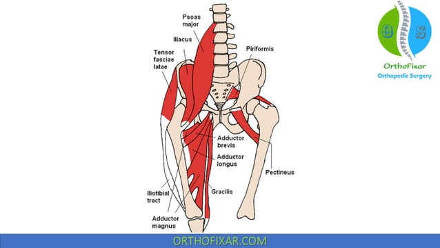 Hip muscles anatomy