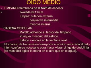 Trauma Acústico Crónico - Hipoacusia - Medicina Laboral | PPT
