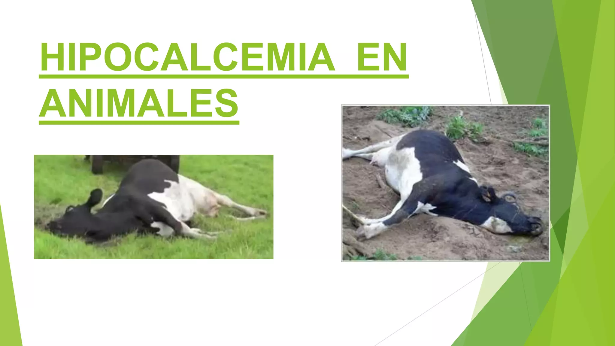 Hipocalcemia | PPTX