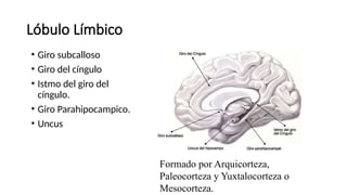 hipocampo, anatomia del Sistema nervioso central.pptx