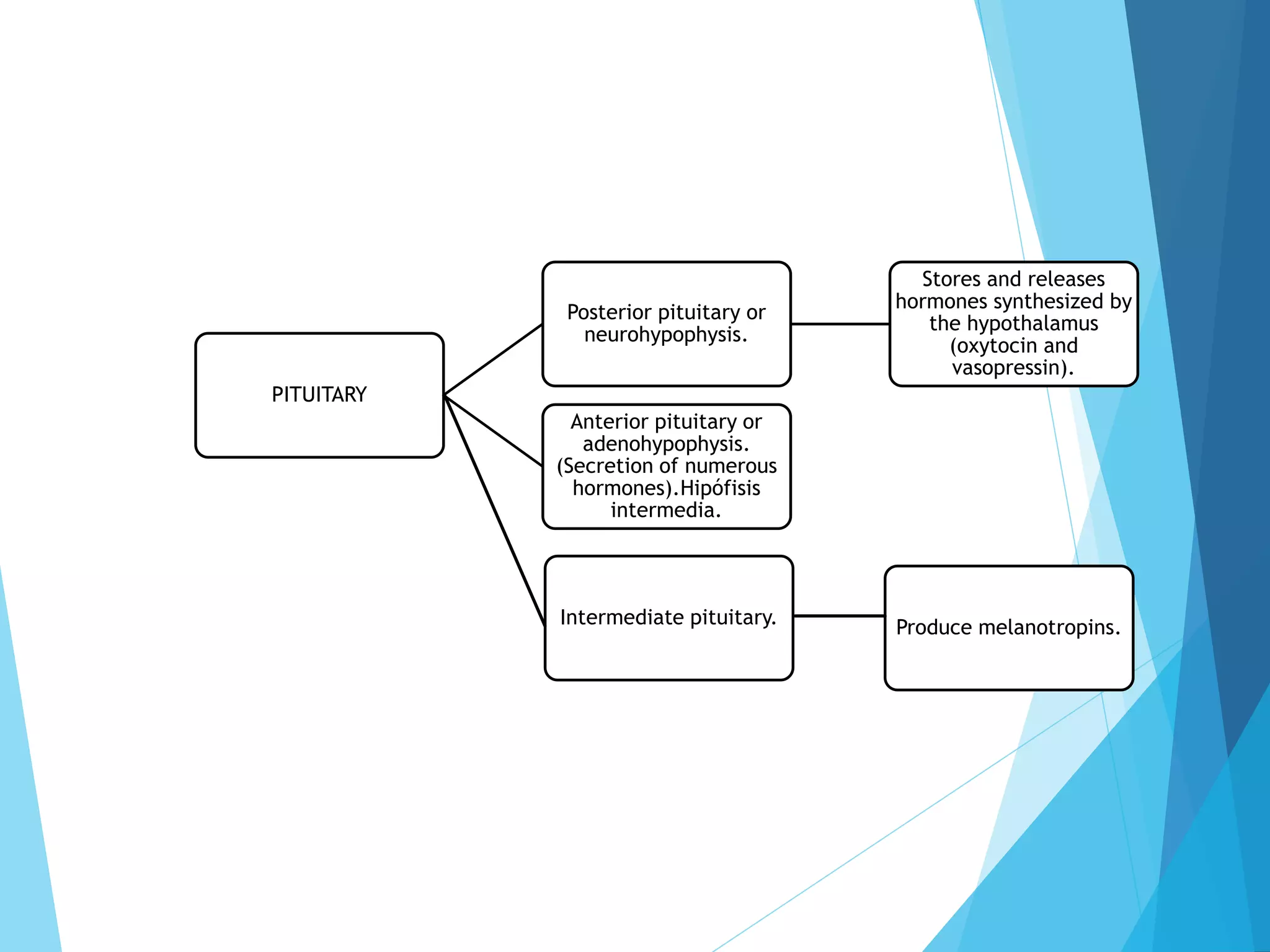 PITUITARY GLAND | PPTX