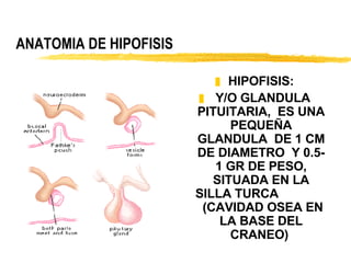 Hipofisis I | PPT