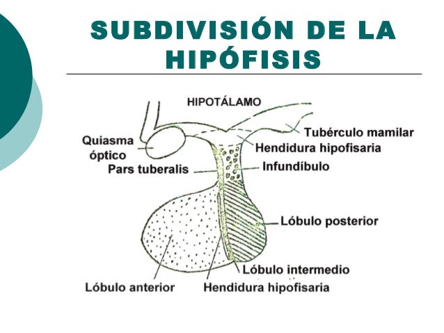 Hipofisis anterior