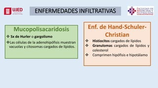 Hipofisis Anterior Completa.pptx