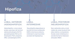 Hipofiza.pdf