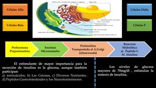 hipoglicemianteseinsulina-160506173223.pdf