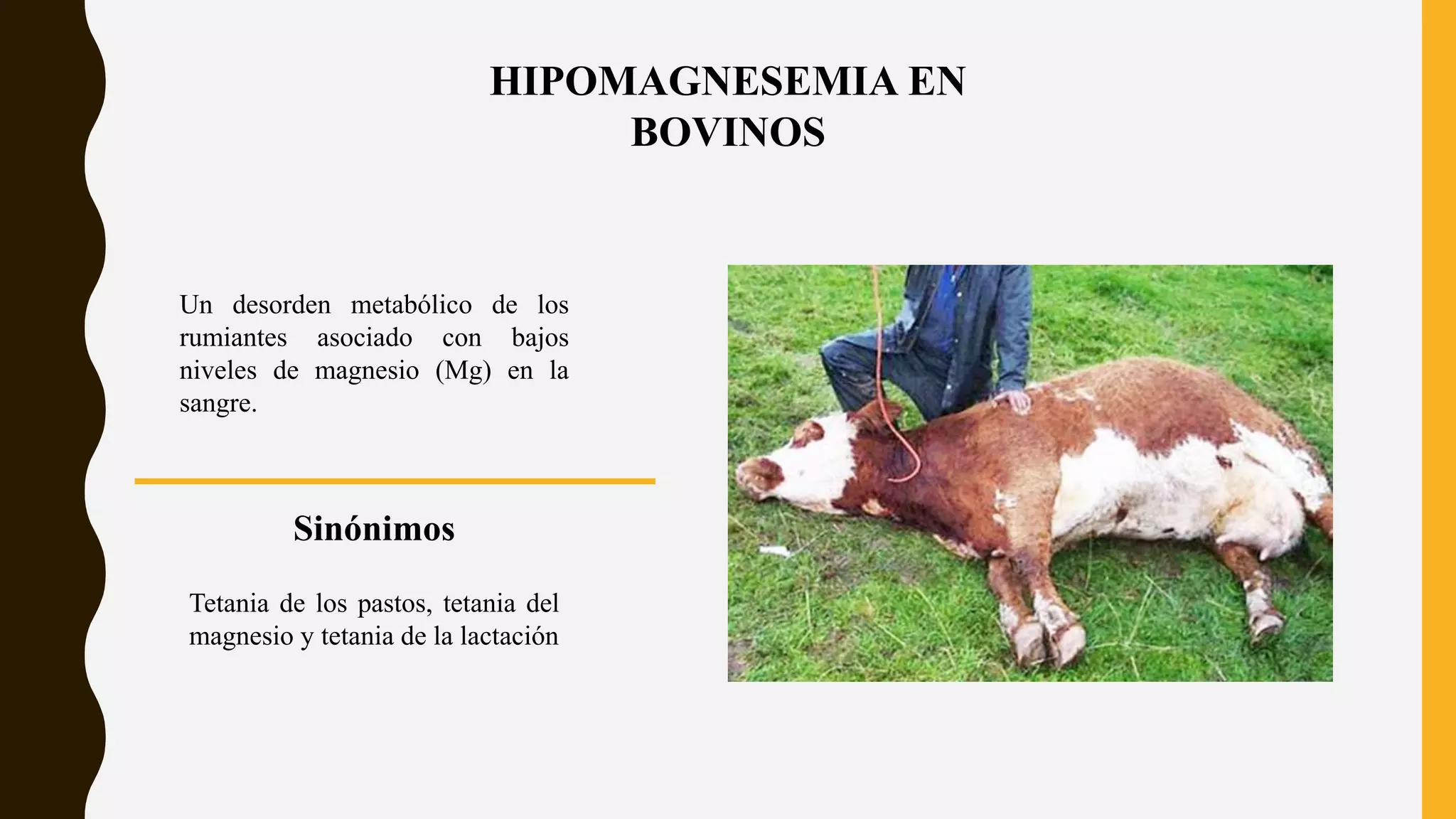 Hipomagnesemia | PPTX