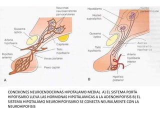 NUCLEOS DEL HIPOTALAMO, ANATOMIA Y CONEXIONES | PPTX