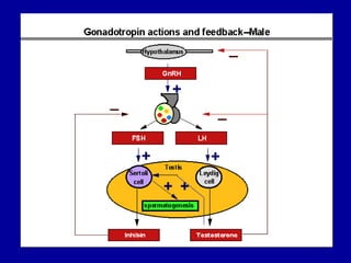 hipotalamus ve hipofiz vezi hormonlari.ppt