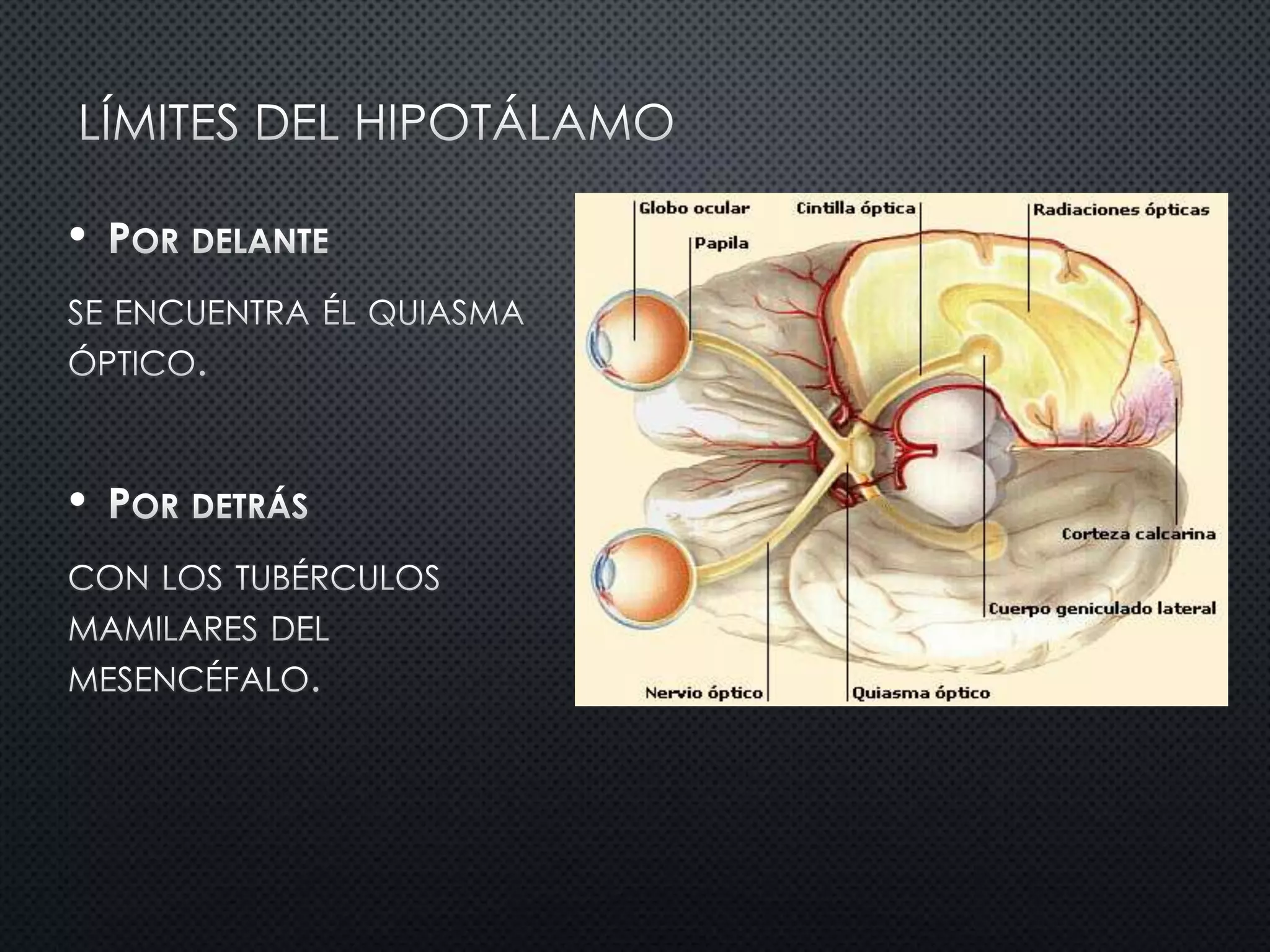 Hipotálamo, hipófisis y tiroides | PPT