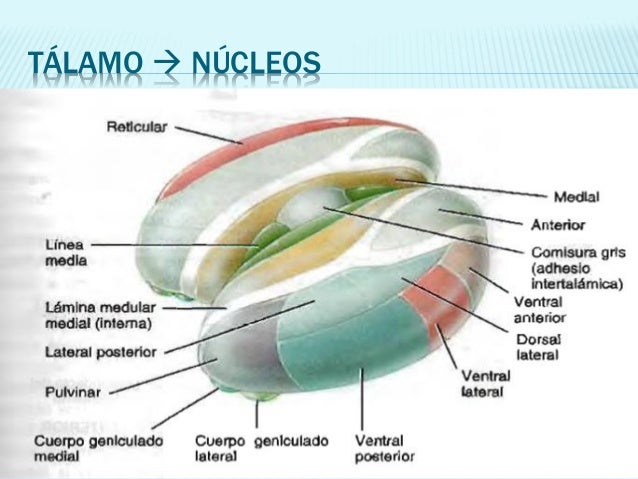 Hipotálamo y tálamo