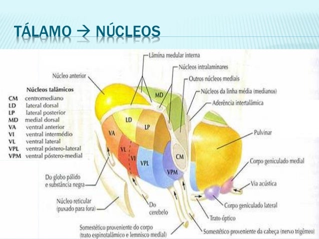 Hipotálamo y tálamo
