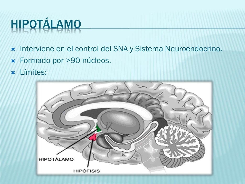 Hipotálamo y tálamo