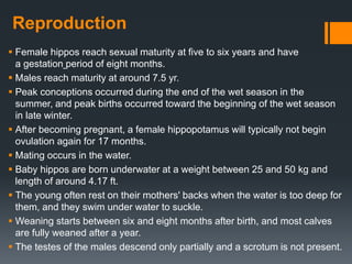Hippoptamus amphibius | PPTX