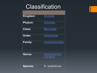 Hippoptamus amphibius | PPTX