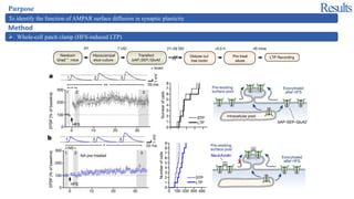 Hippocampai LTP & contextual learning require surface diffusion of AMPA ...