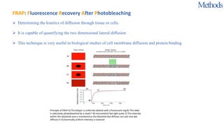 Hippocampai LTP & contextual learning require surface diffusion of AMPA ...