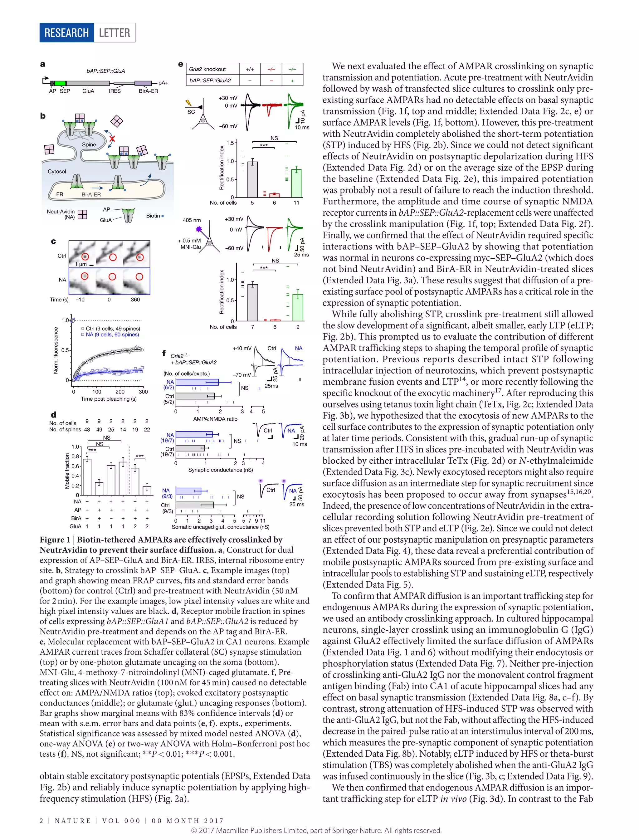 Hippocampal ltp and contextual learning require surface diffusion of ...
