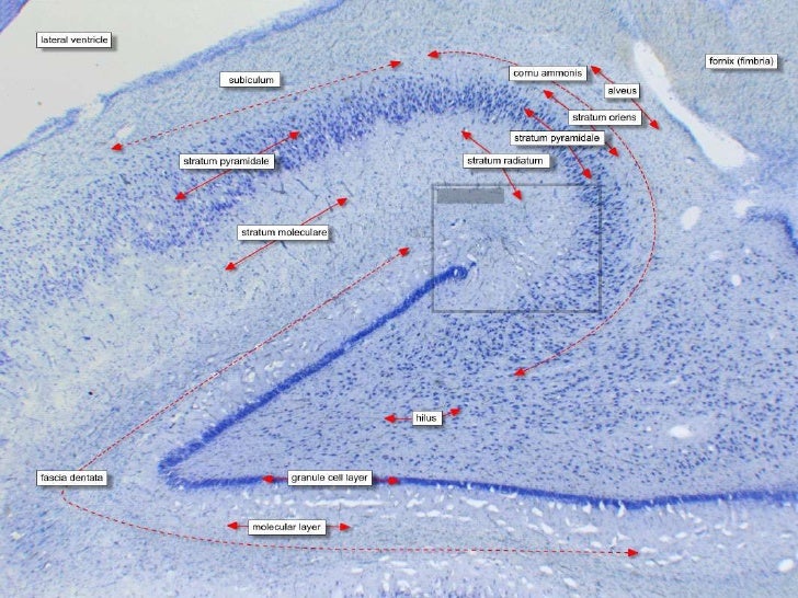 Mouse Hippocampus Histology