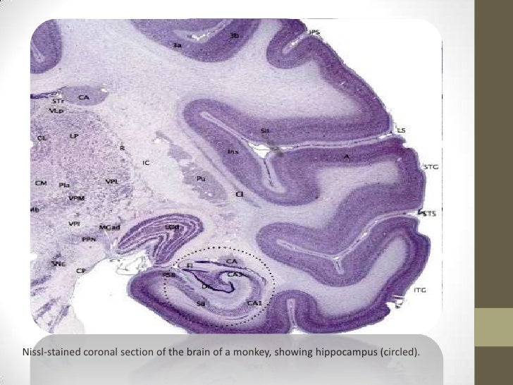 Hippocampus