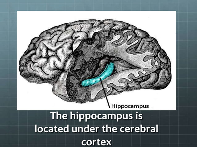 Hippocampus | PPT