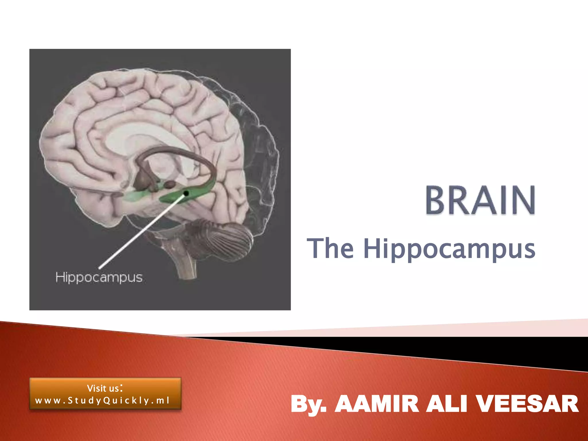 Hippocampus | PPT