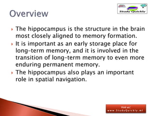 Hippocampus | PPT