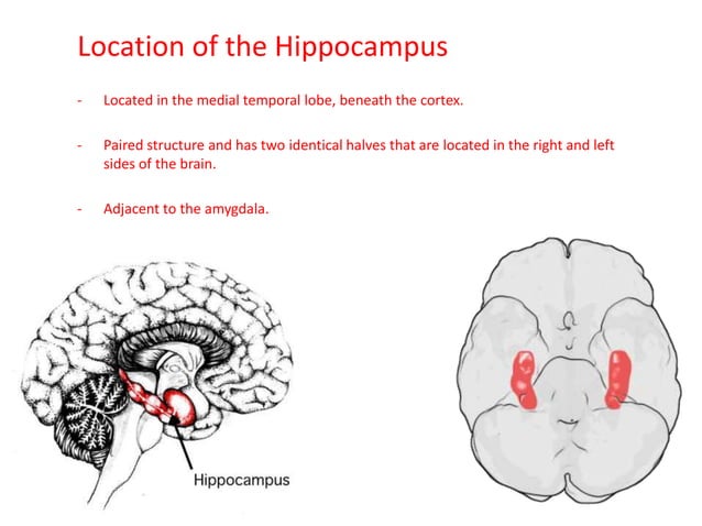 Hippocampus | PPTX