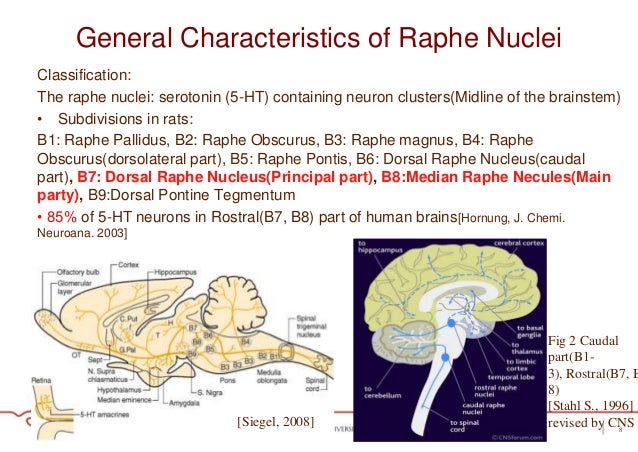 Raphe Nuclei Serotonin
