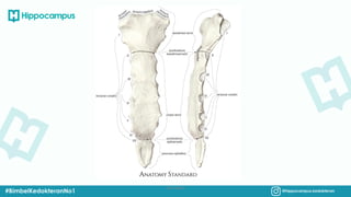#HippocampusHebat Anatomi.pdf ppt anatomi kedokteran | PDF