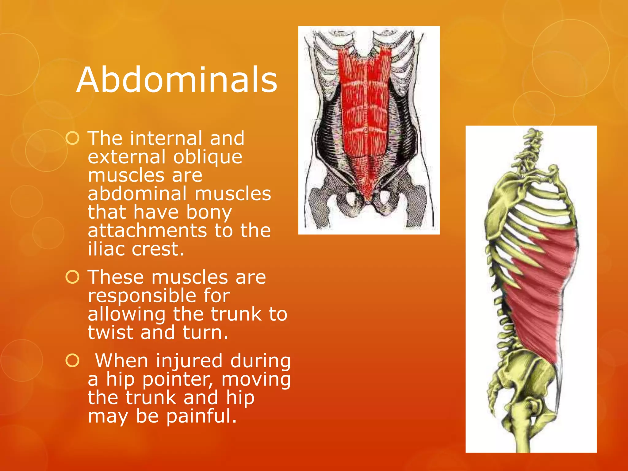 Hip pointer presentation em and holly[1] | PPTX