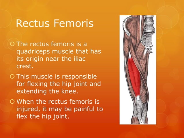 Hip pointer presentation em and holly[1] | PPT
